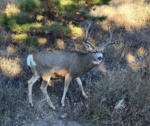 The Absolute Best Things To Do In Red Feather Lakes, Colorado!